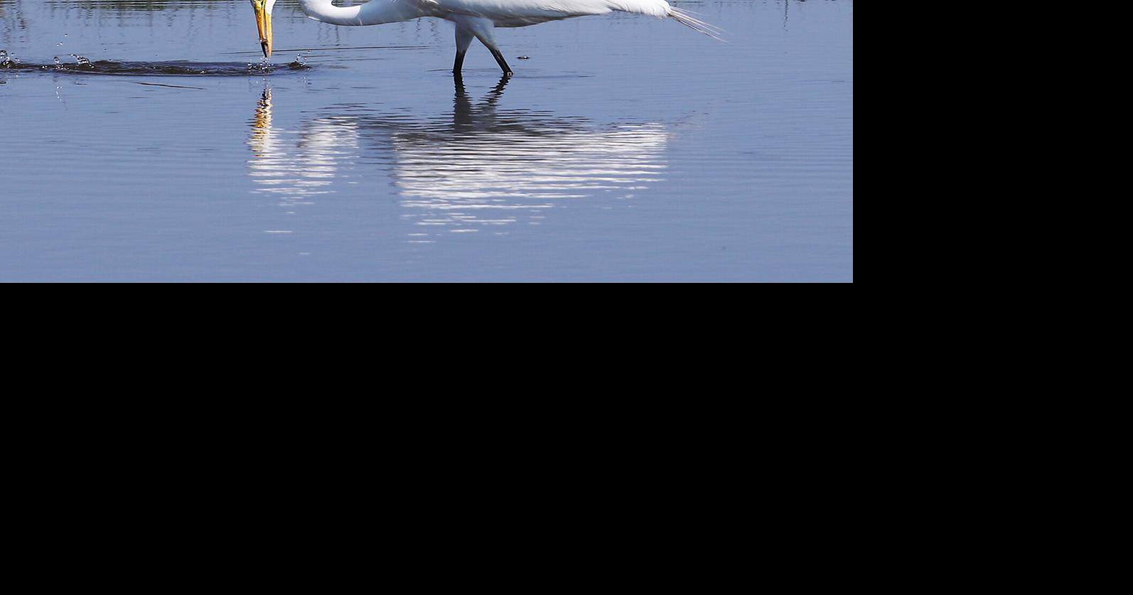 Spotted in a marsh | Animals | unionleader.com