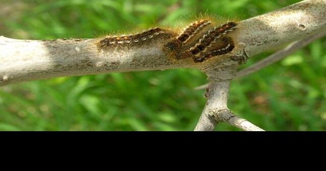 Rash-causing caterpillar found in NH for first time in 75 years ...