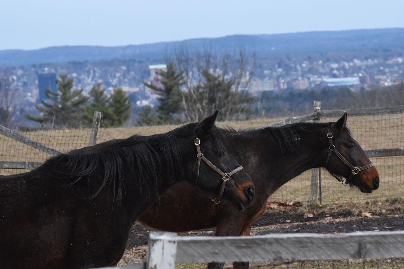 Pony panorama | Animals | unionleader.com