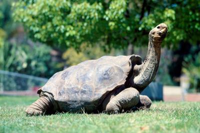 giant tortoise extinction