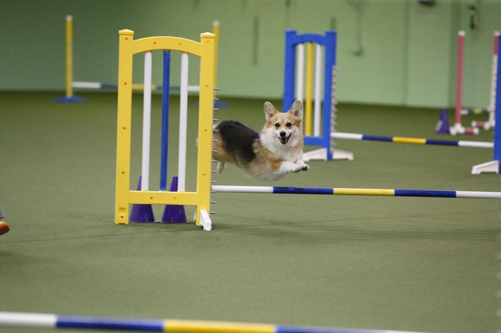 human agility westminster