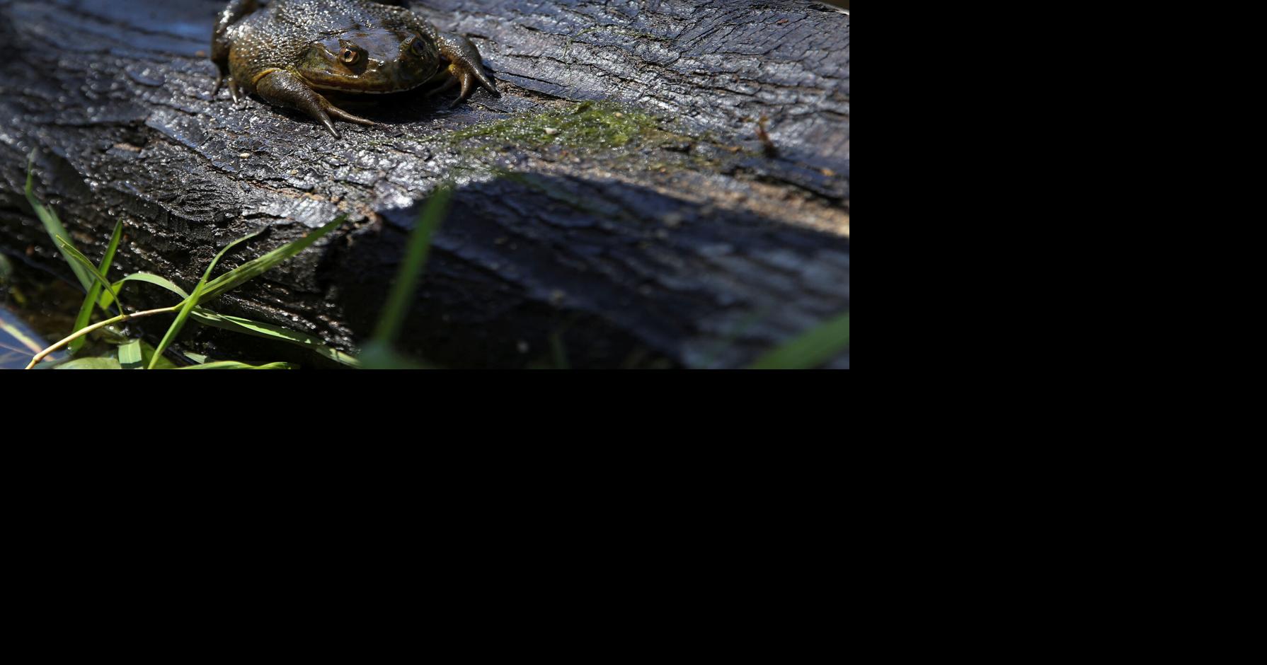 Chile's giant 'living fossil' frog faces threat from climate change and ...