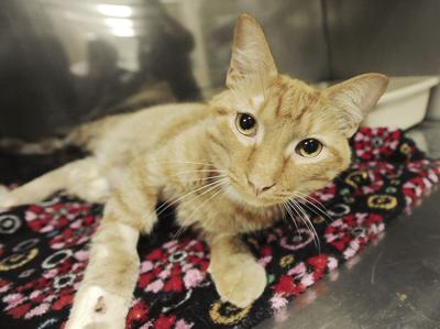 Cat pulled from the engine of a car recovering from ordeal | Animals ...