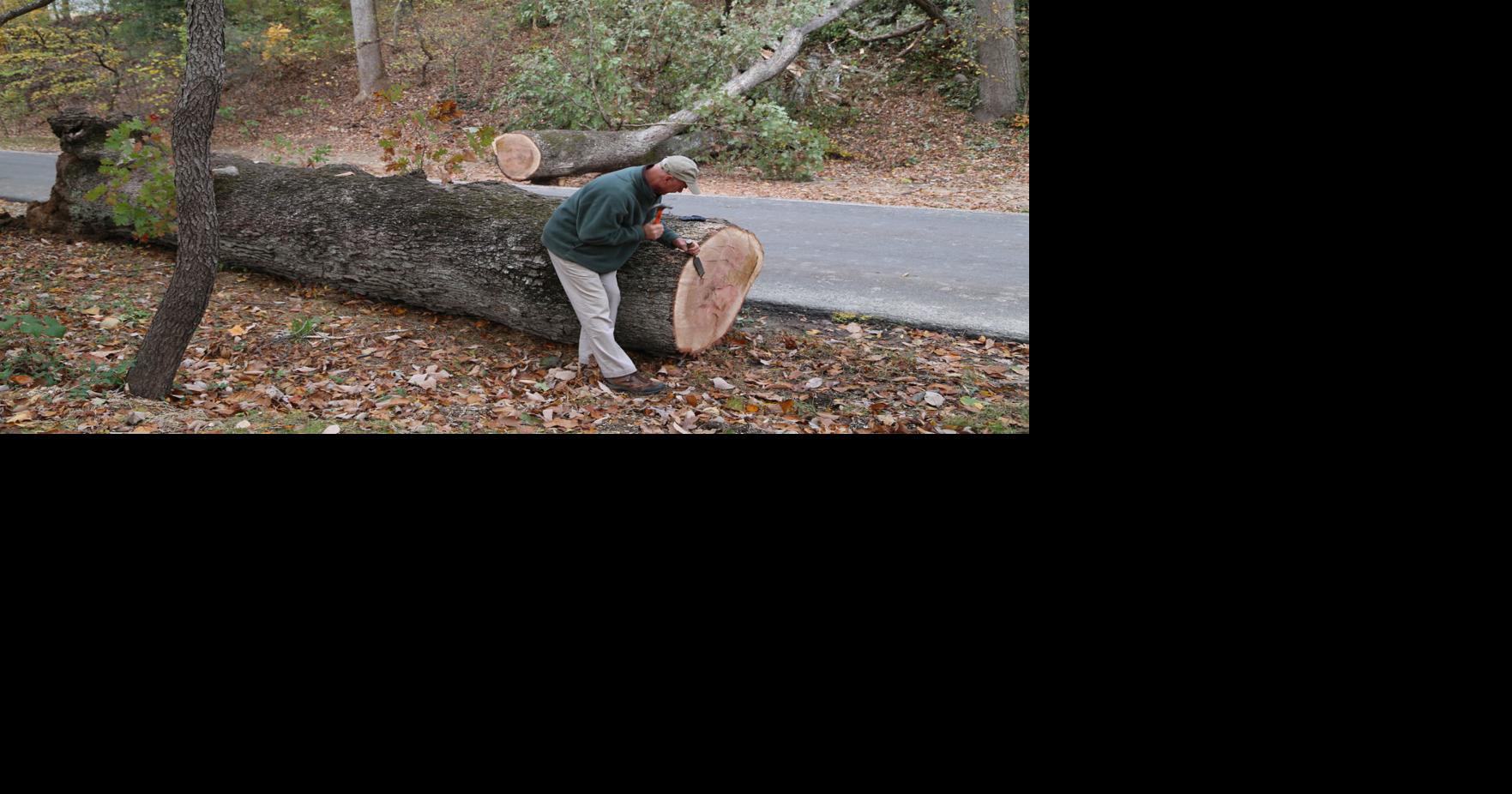 A 230-year-old Mount Vernon tree, a witness to history, is no more ...