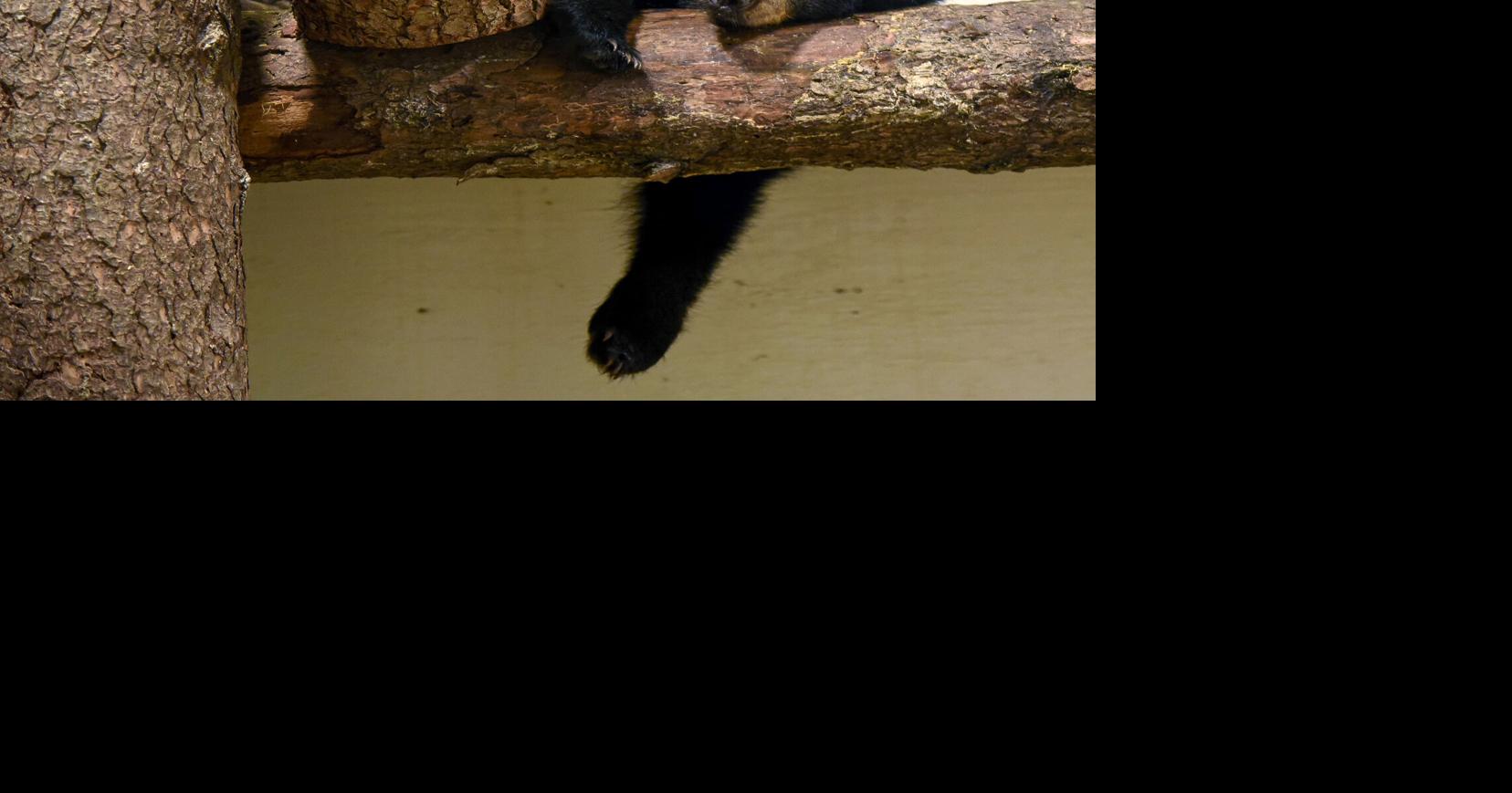 Kilham Bear Center needs more room with 80-plus cubs being rehabbed ...