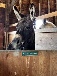 pet donkey went missing