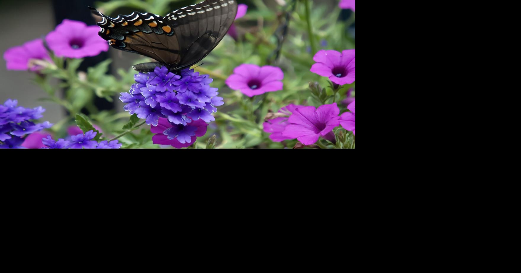 On Gardening: Cobalt verbena super from north to south | Outdoors ...