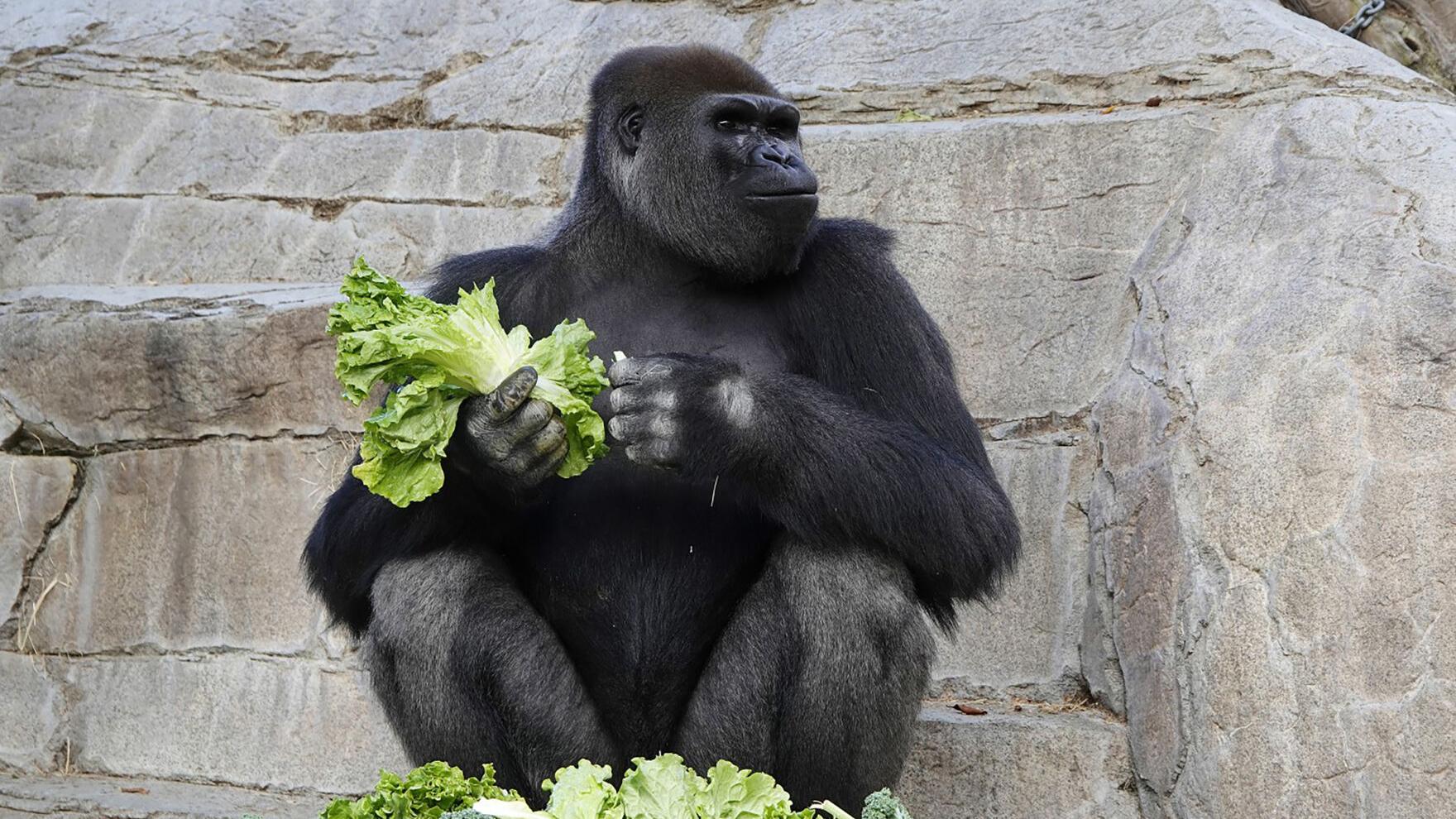 gorilla attack netherlands