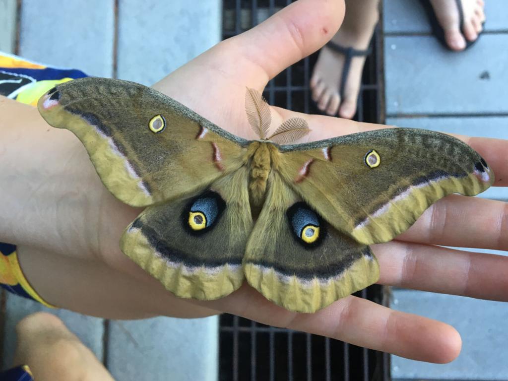 polyphemus moth size