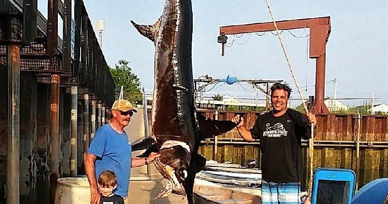 Rare 600-pound swordfish landed by New Hampshire fishermen | Outdoors ...