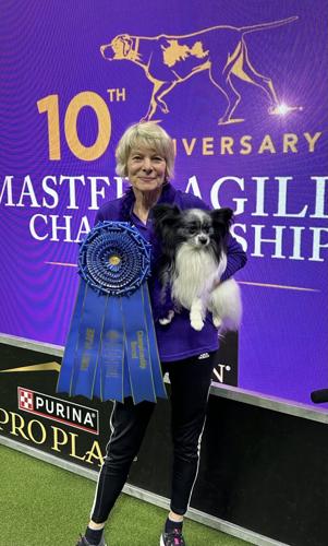 NH dogs rule at Westminster agility championship | Animals ...