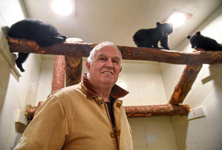 Kilham Bear Center needs more room with 80-plus cubs being rehabbed ...