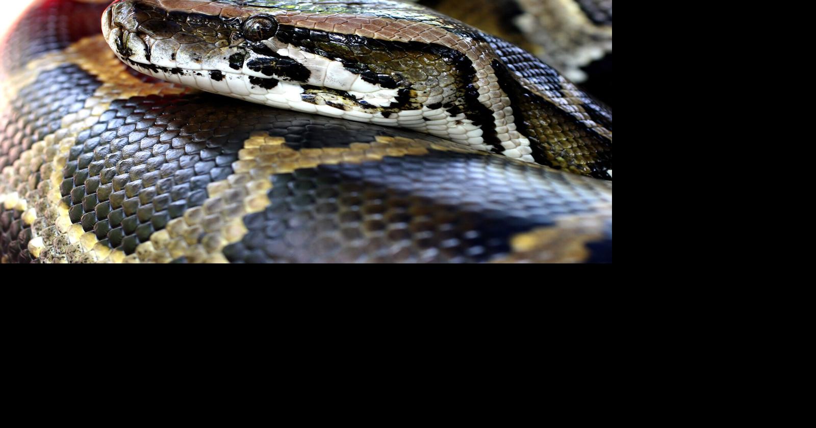 Python guts may offer insights into celiac, Crohn’s disease, researchers find | Health ...