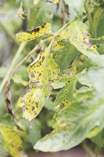 tomato leaf diseases