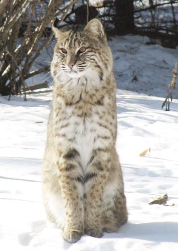 Study: NH bobcat population on the rise | Animals | unionleader.com