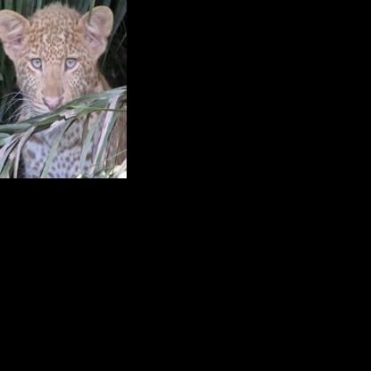 Rare ‘strawberry’ leopard cub spotted in South Africa | | unionleader.com