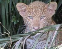 Rare ‘strawberry’ leopard cub spotted in South Africa | | unionleader.com