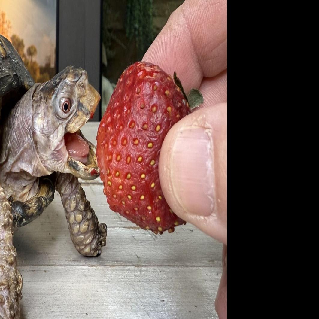 turtle eating strawberry