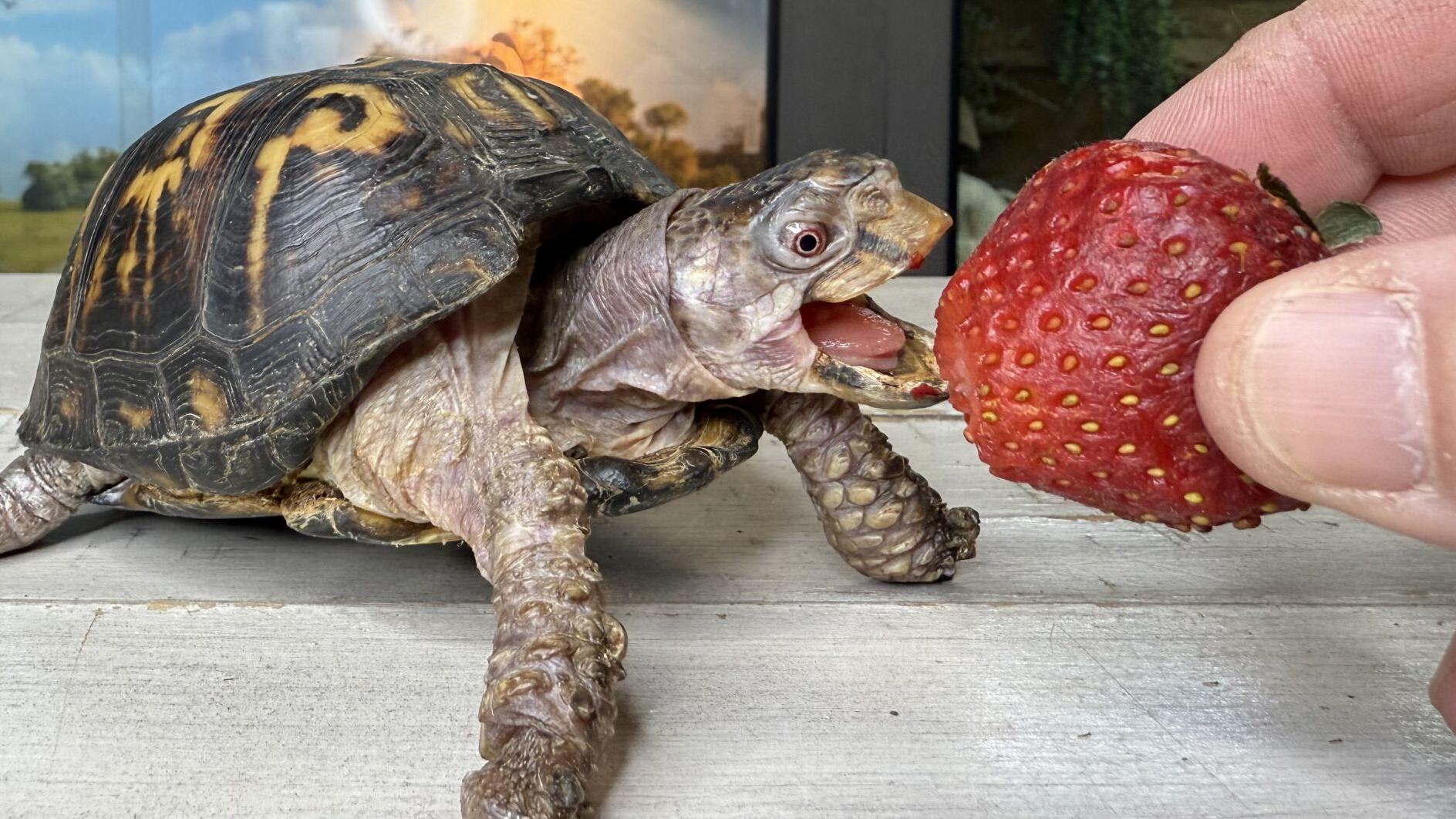 After 50 years of neglect, a rescued turtle finally sees the sun ...