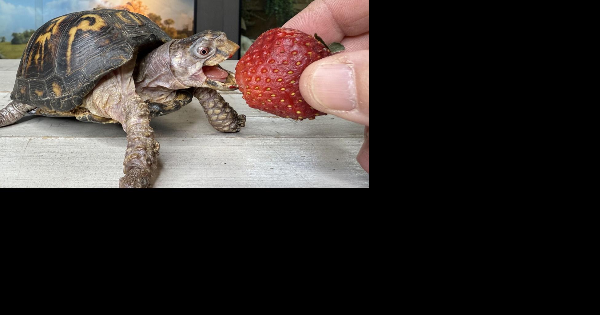 After 50 years of neglect, a rescued turtle finally sees the sun ...
