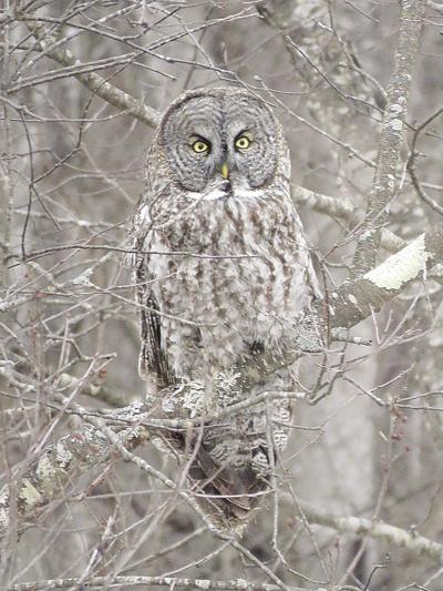 Last Week's Rare Bird Alert | Animals | unionleader.com