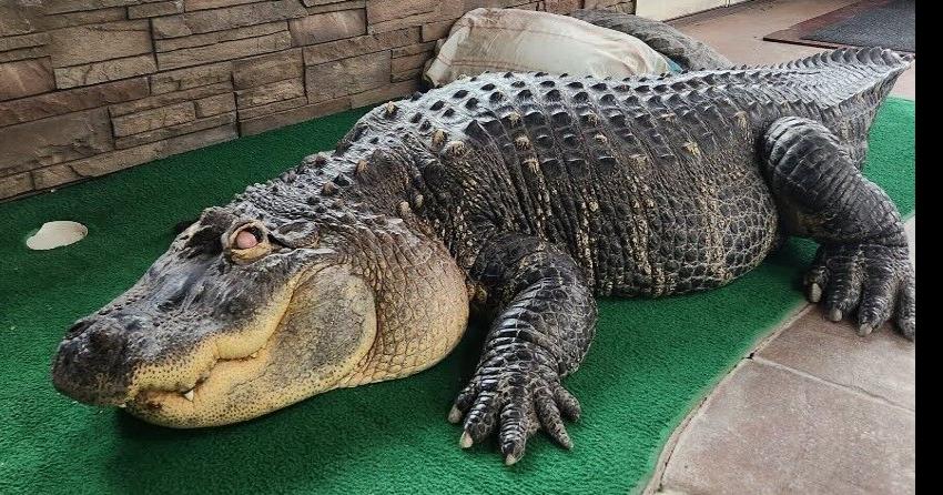 Albert the alligator | | unionleader.com