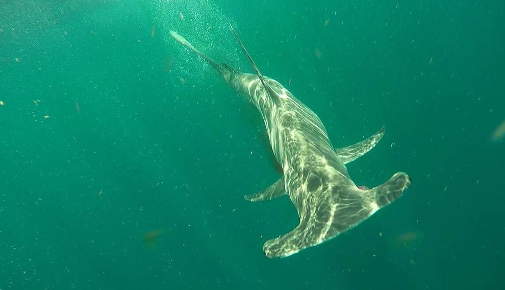Hammerhead sharks spotted off coast, bull sharks could be next to ...