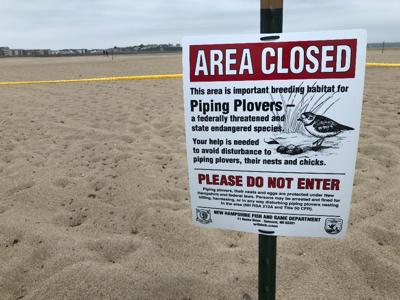 Wildlife officials fear piping plover eggs that halted Hampton Beach ...