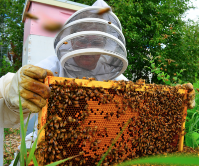 NH bee, flower sightings sought in survey | Environment | unionleader.com