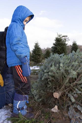 Forest Journal: Lessons from the “Evergreen Advantage” | Forest Journal ...