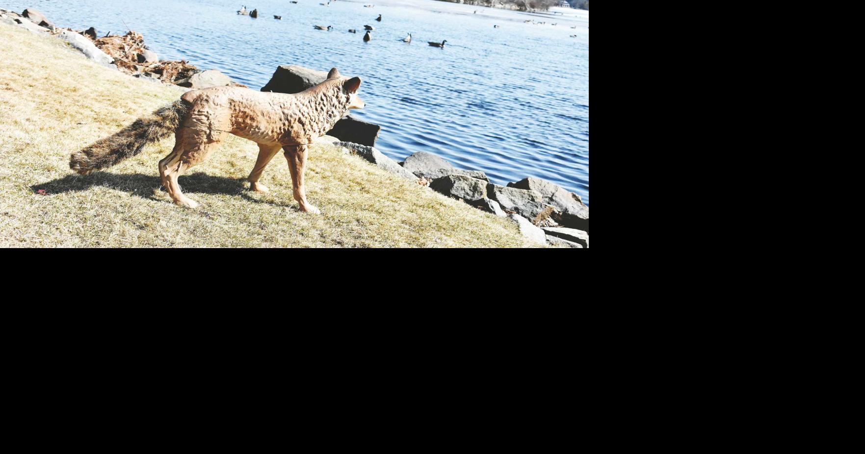 Meredith battles Canada geese droppings with coyote decoys and grape ...