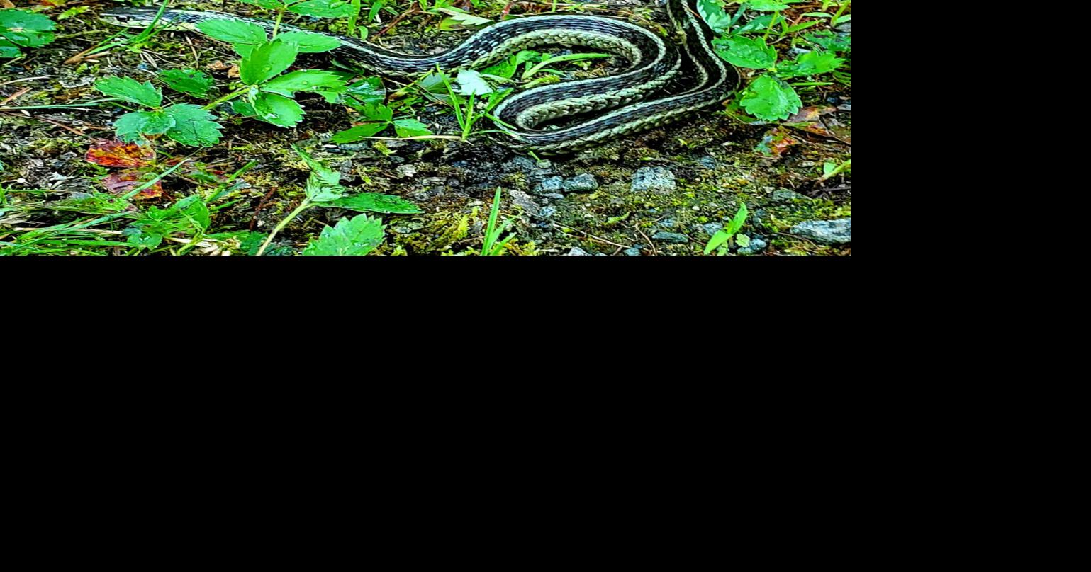 Andy Schafermeyer's Adventures Afield: Snakes are a necessary evil ...