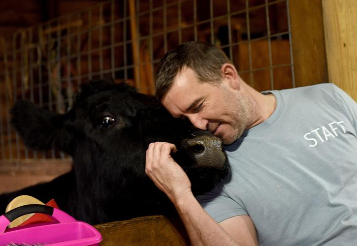 Have you herd? Cow cuddling is a thing | Animals | unionleader.com