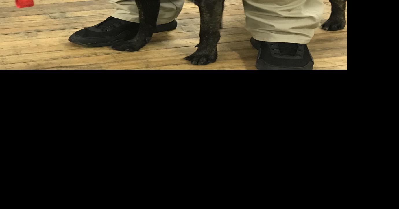 State Prison K9 'Bonny' to receive body armor thanks to donation ...