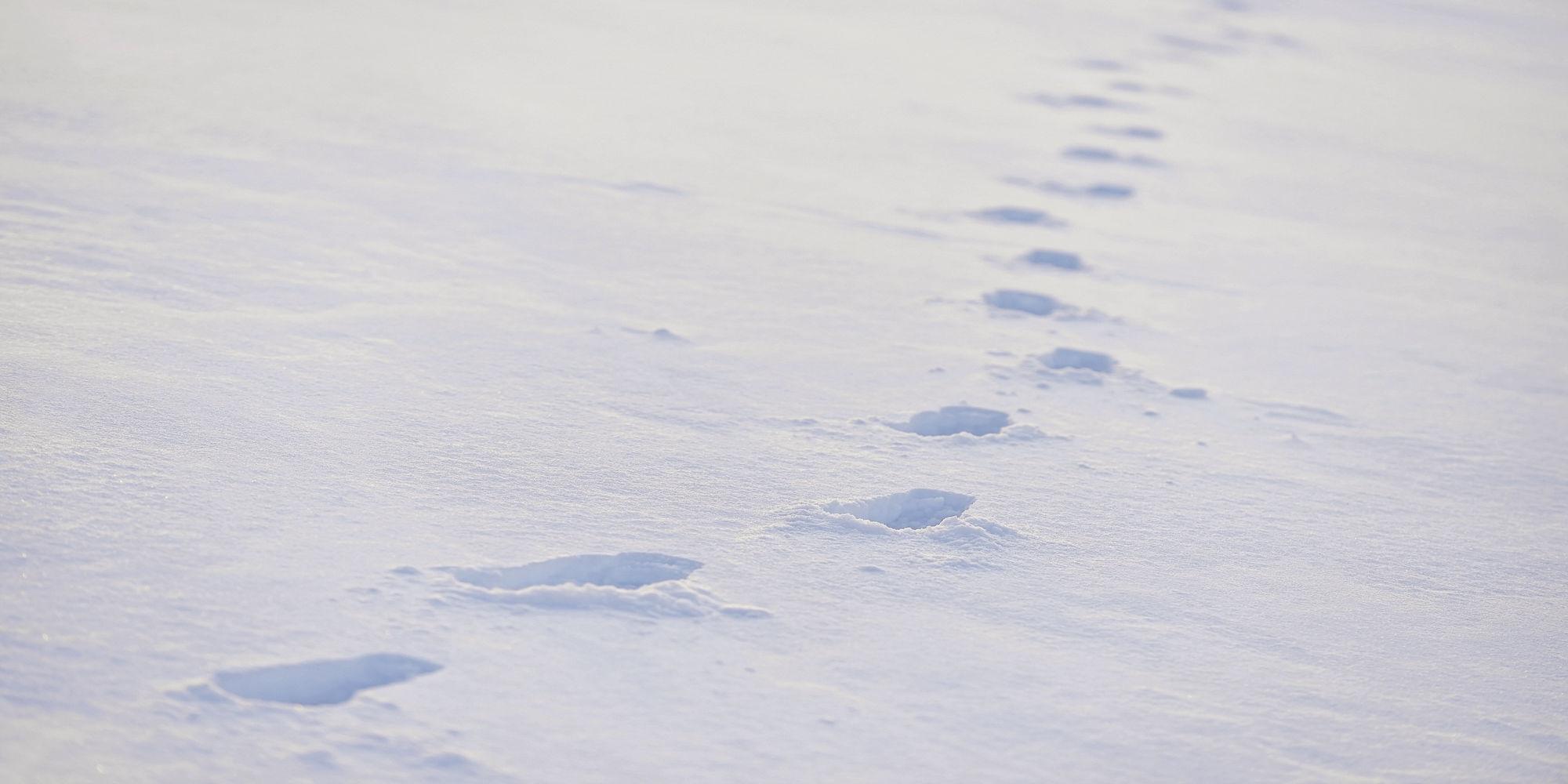 Footprints in the snow lead to an emotional rescue | Outdoors ...