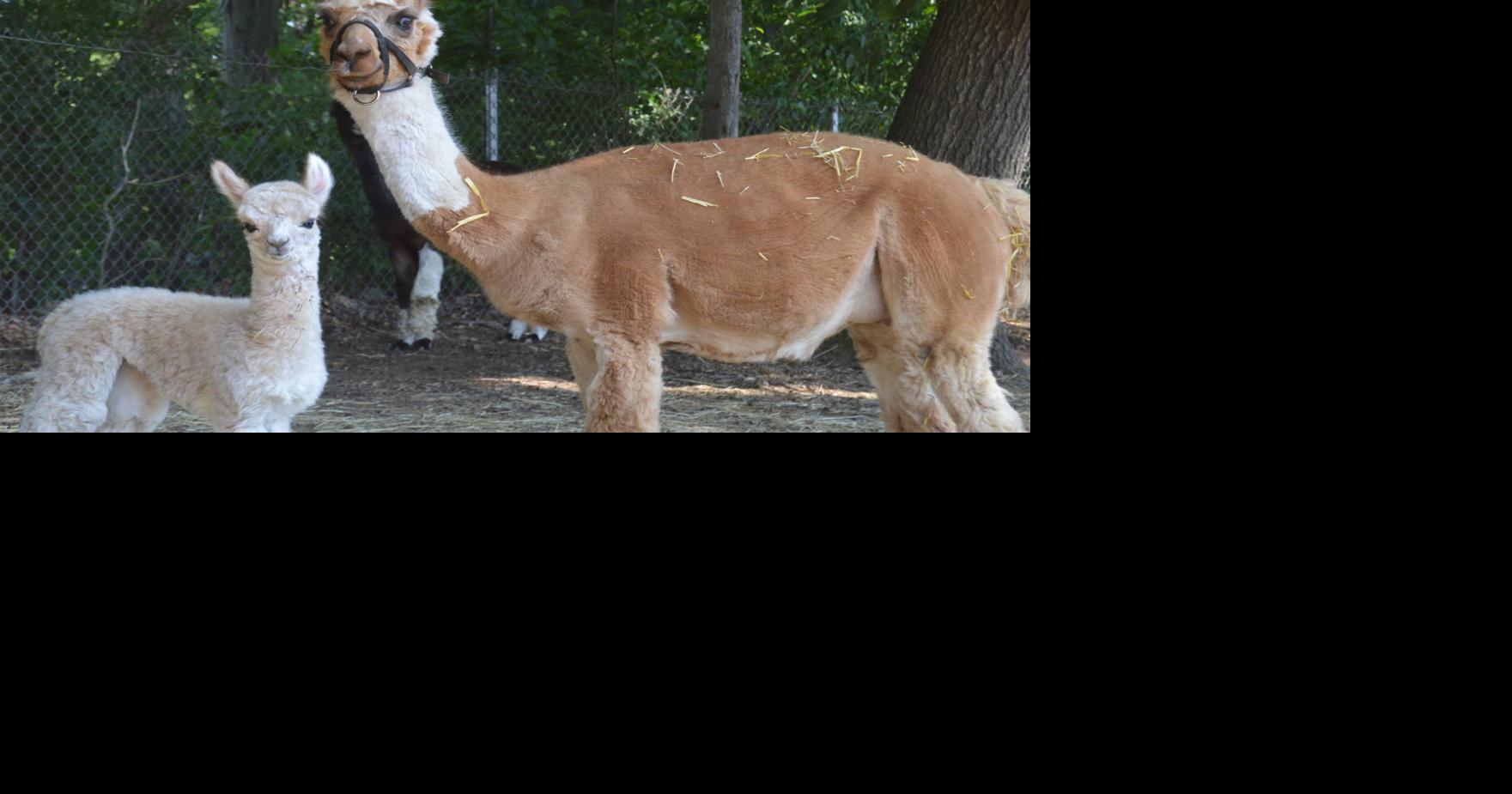 NHSPCA is looking for suggestions for naming its two newest residents | Animals | unionleader.com