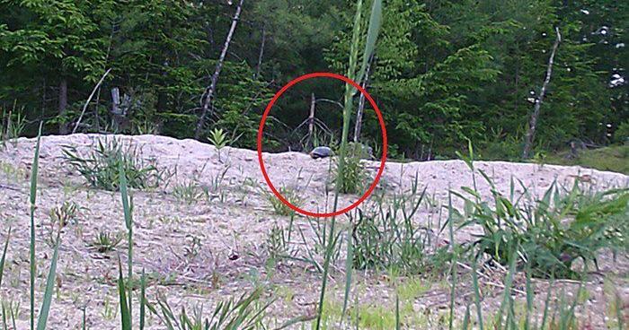 Fish and Game biologists create nesting areas as turtles hibernate ...