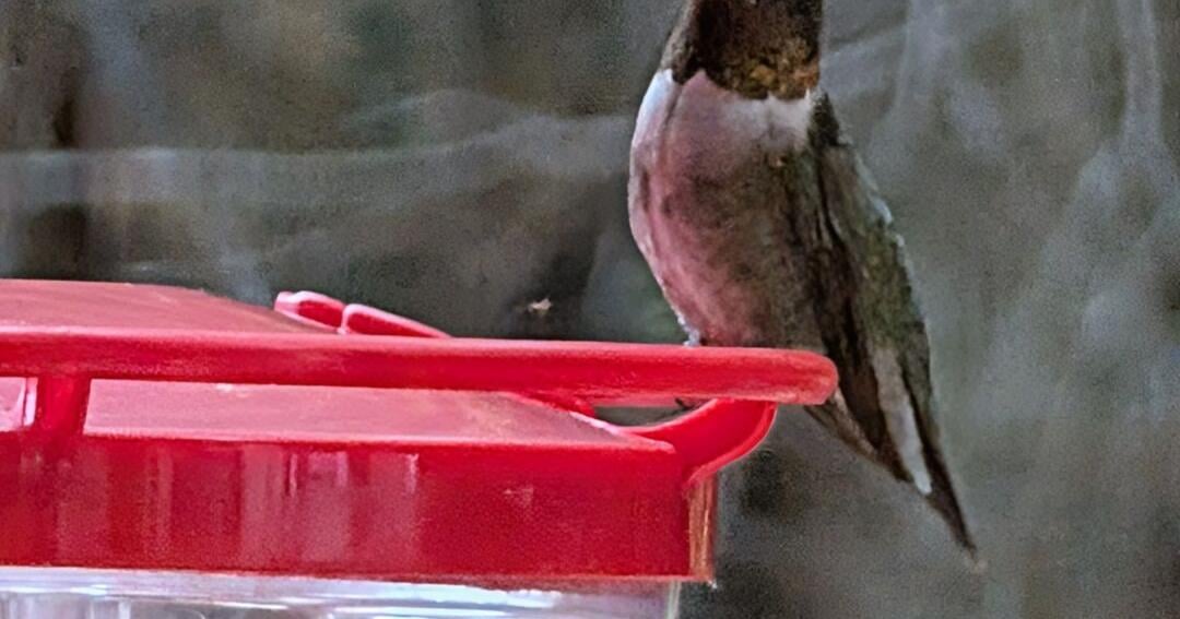 Cheryl Kimball's Nature Talks: Little observations of the little ...