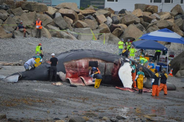 blue whale dissection