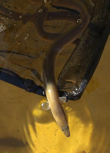 The incredible journey of the American eel | Animals | unionleader.com