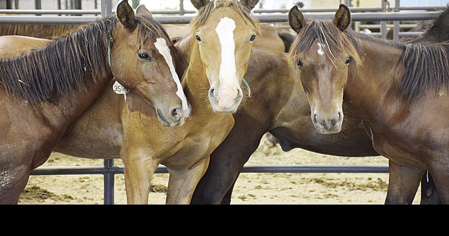 Wild mustangs to be trained after Swanzey adoption by new owners ...