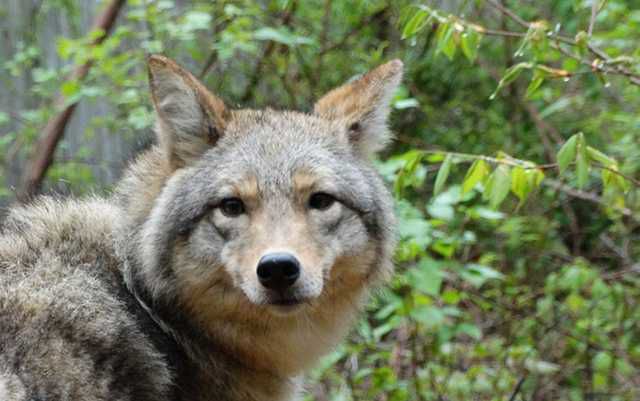 Experts howl at 'coywolf' headlines; limited NH hunting season called ...