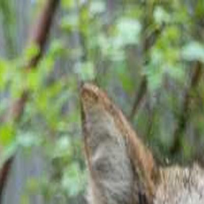 coywolf ohio