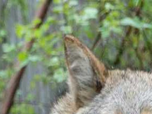 coywolf virginia