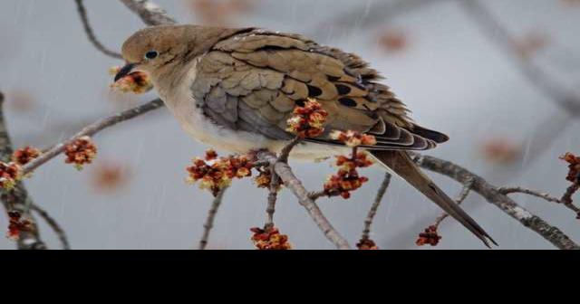 Cheryl LeBlanc's Nature Vision: Birds' winter strategies | Animals | unionleader.com