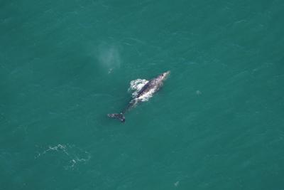 Gray whale extinct from Atlantic Ocean seen off Nantucket coast ...
