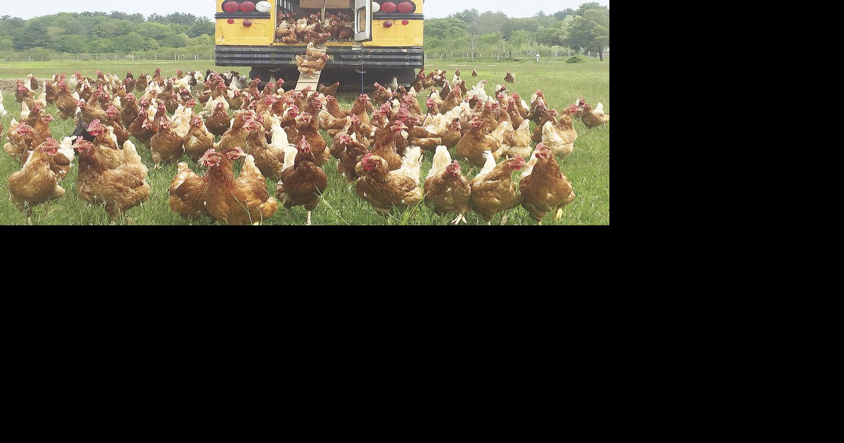 Old school bus becomes mobile coop for 300 chickens | Animals ...