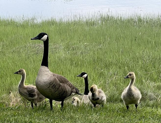 Portsmouth grapples with a loose goose nuisance | Animals | unionleader.com