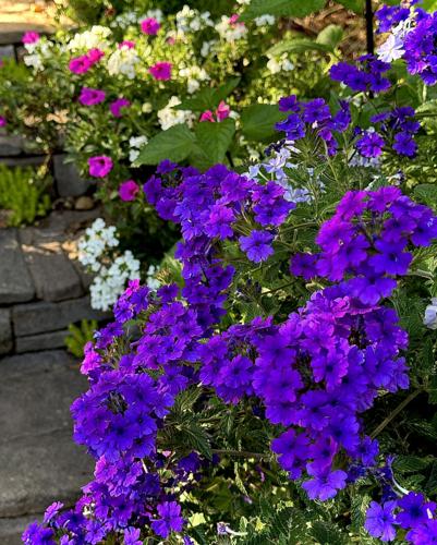 On Gardening: Cobalt verbena super from north to south | Outdoors ...