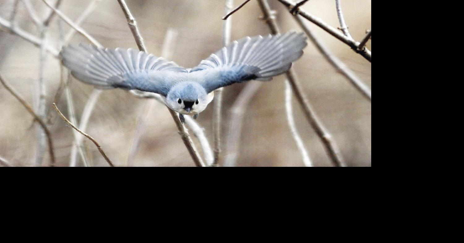 This week's Rare Bird Alert | Outdoors | unionleader.com